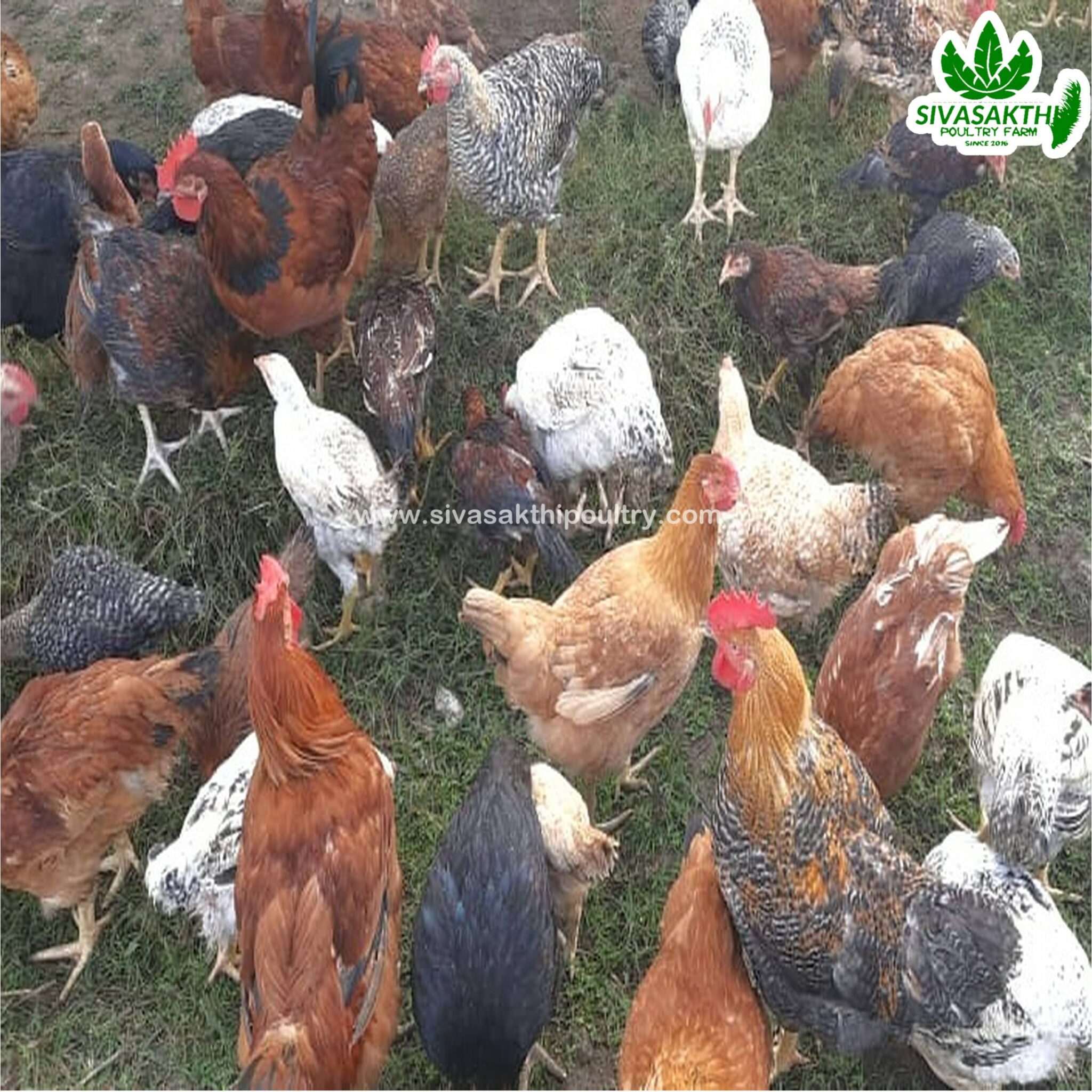 Sivasakthi Poultry Farm
